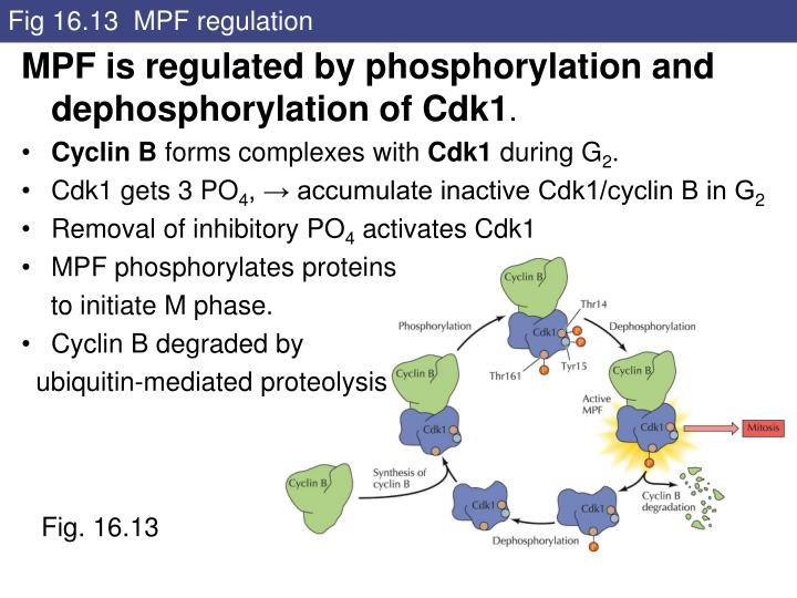 PPT - Chapt. 16 Eukaryotic Cell cycle; Chapt. 17 Stem cells PowerPoint ...