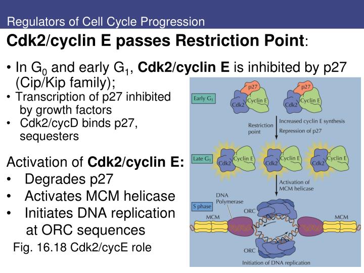PPT - Chapt. 16 Eukaryotic Cell cycle; Chapt. 17 Stem cells PowerPoint ...