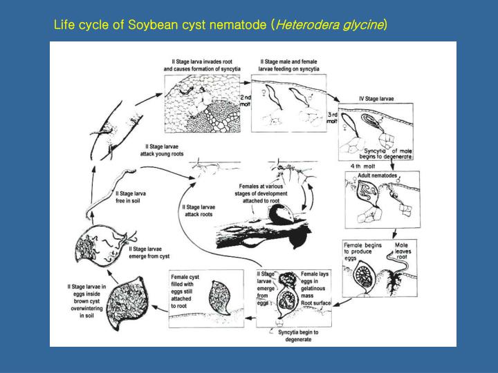 Life Cycle Of Potato Cyst Nematodes Pale Or Yellow Potato Cyst