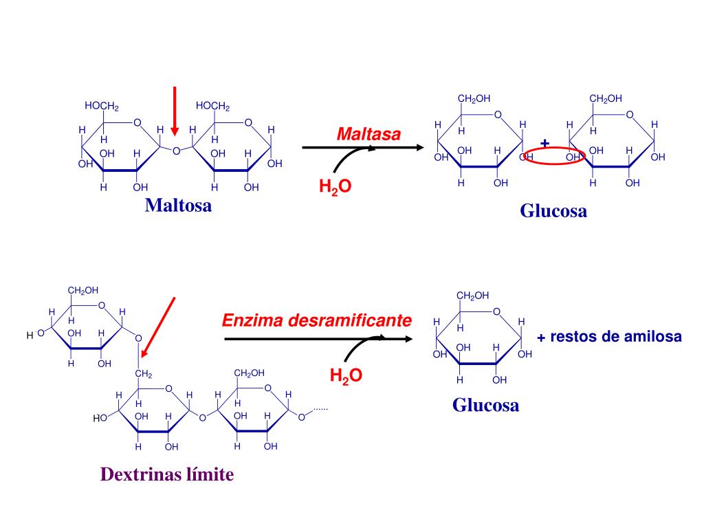 PPT - QUIMICA BIOLOGICA Lic. y Prof. en Ciencias Biológicas PowerPoint ...