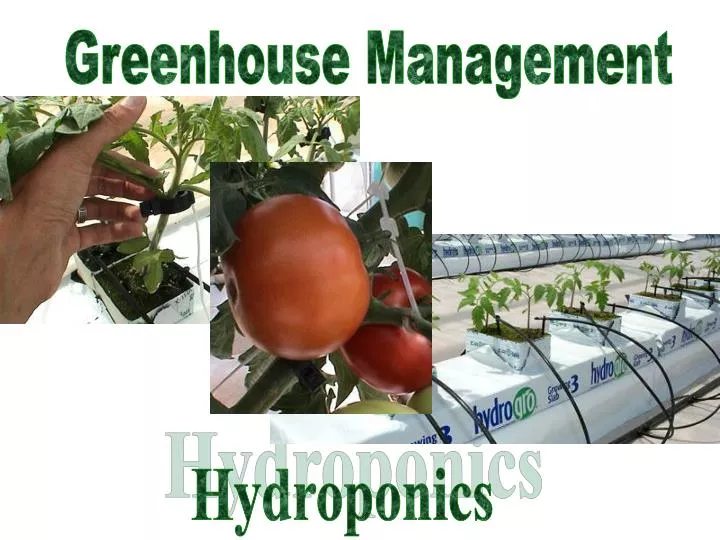 PPT - Hydroponics PowerPoint Presentation, free download - ID:4304075