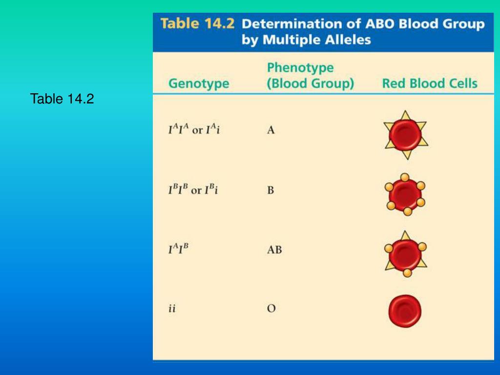 PPT - Genetics Biology 12 PowerPoint Presentation, free download - ID ...