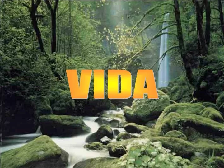 PPT - VIDA PowerPoint Presentation, free download - ID:4305556