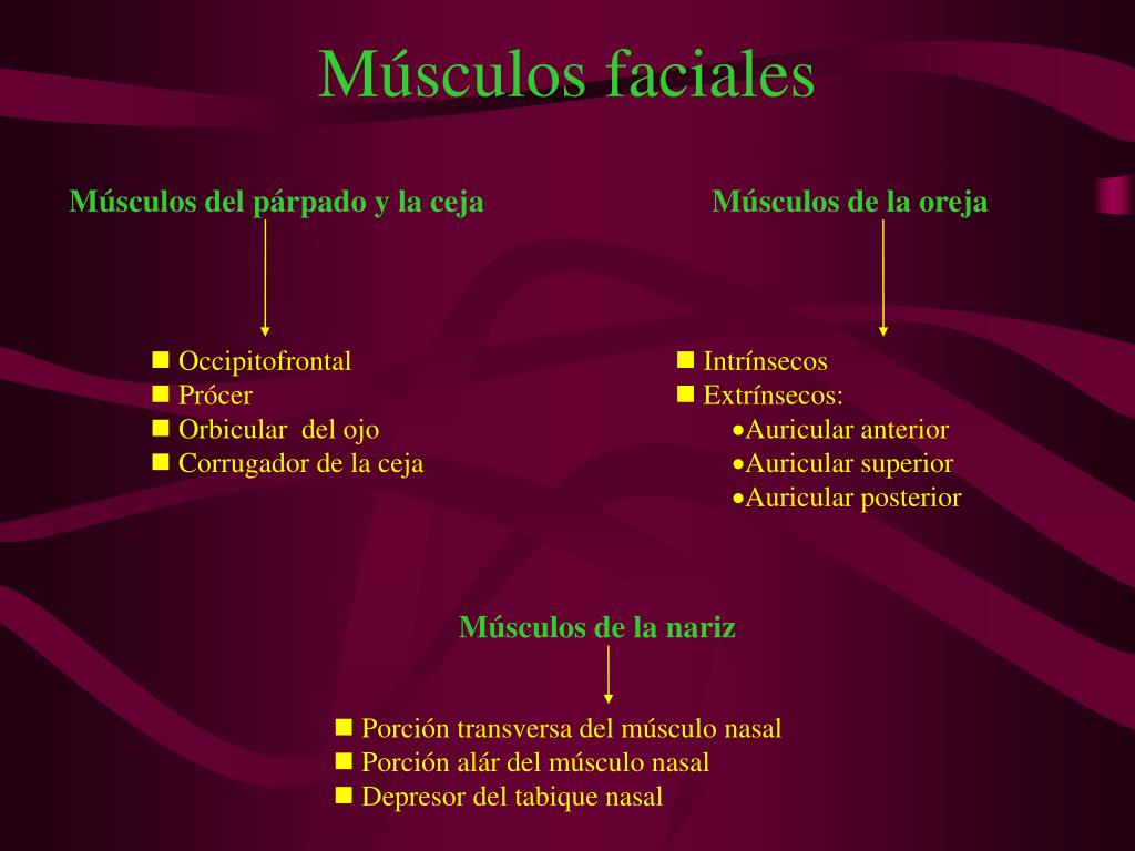 PPT - Músculos de cráneo y cara PowerPoint Presentation, free download ...
