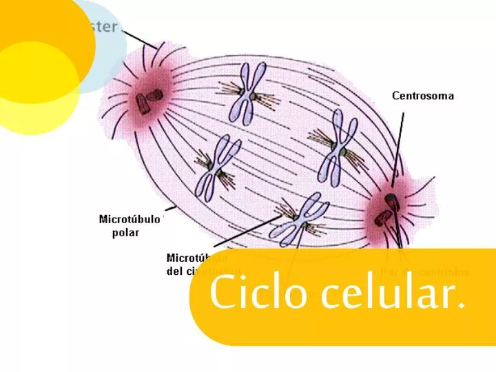 PPT - Ciclo celular. PowerPoint Presentation, free download - ID:4306667