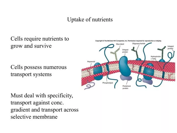 PPT - Uptake of nutrients PowerPoint Presentation, free download - ID ...