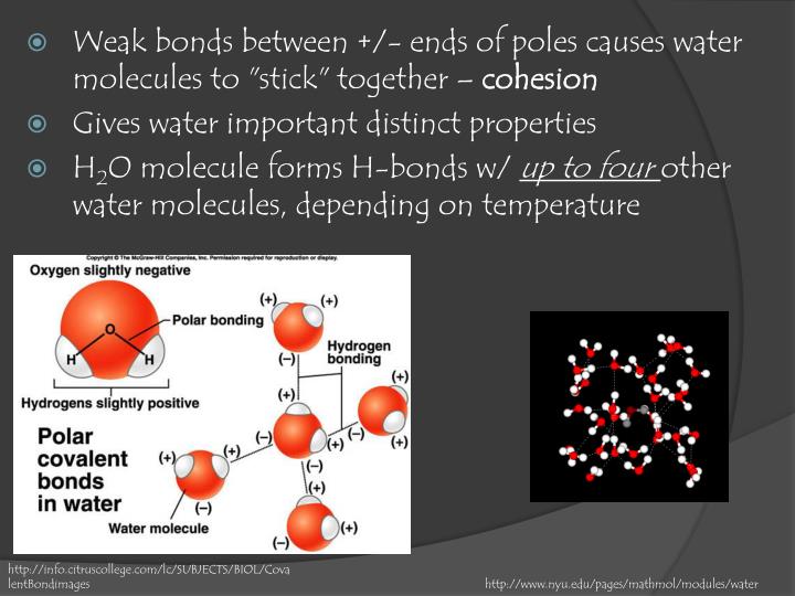 PPT - CHAPTER 5 Water and Seawater PowerPoint Presentation - ID:4307707