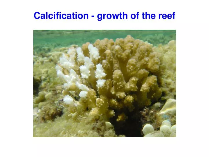 PPT - Calcification - growth of the reef PowerPoint Presentation, free ...