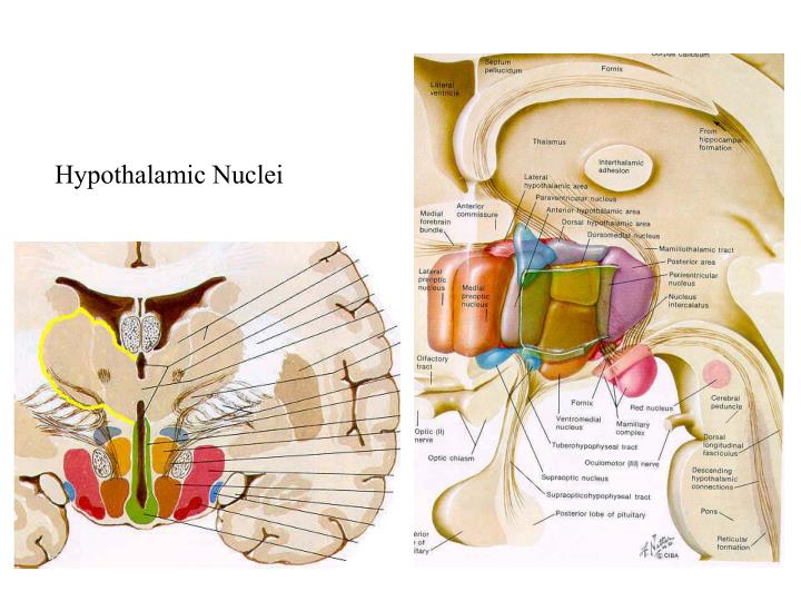 PPT - The Hypothalamus PowerPoint Presentation - ID:4309536