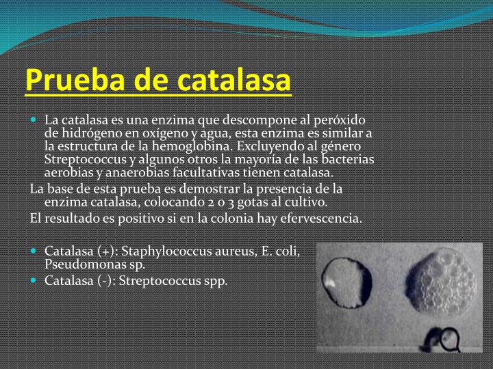 PPT - Microbiologia de alimentos PowerPoint Presentation - ID:4310448