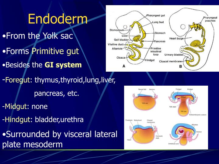 PPT - Third to Eighth Week: The Embryonic Period PowerPoint ...
