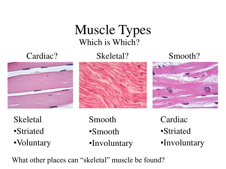 PPT - MUSCLE PowerPoint Presentation - ID:4311569