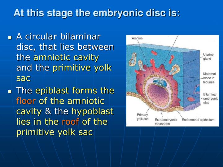 PPT - Bilaminar & Trilaminar Embryonic Disc PowerPoint Presentation ...