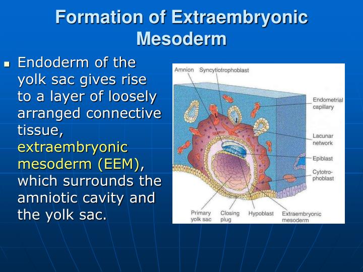 PPT - Bilaminar & Trilaminar Embryonic Disc PowerPoint Presentation ...