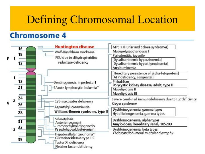 PPT - Chromosomes & Cell Cycle SDK October 1, 2013 PowerPoint ...