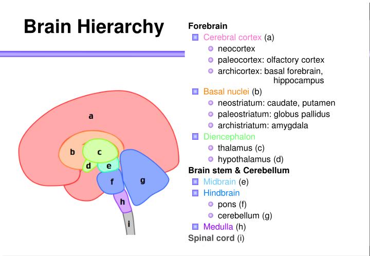 PPT - Prediction, Control and Decisions Kenji Doya doya@irp.oist.jp ...
