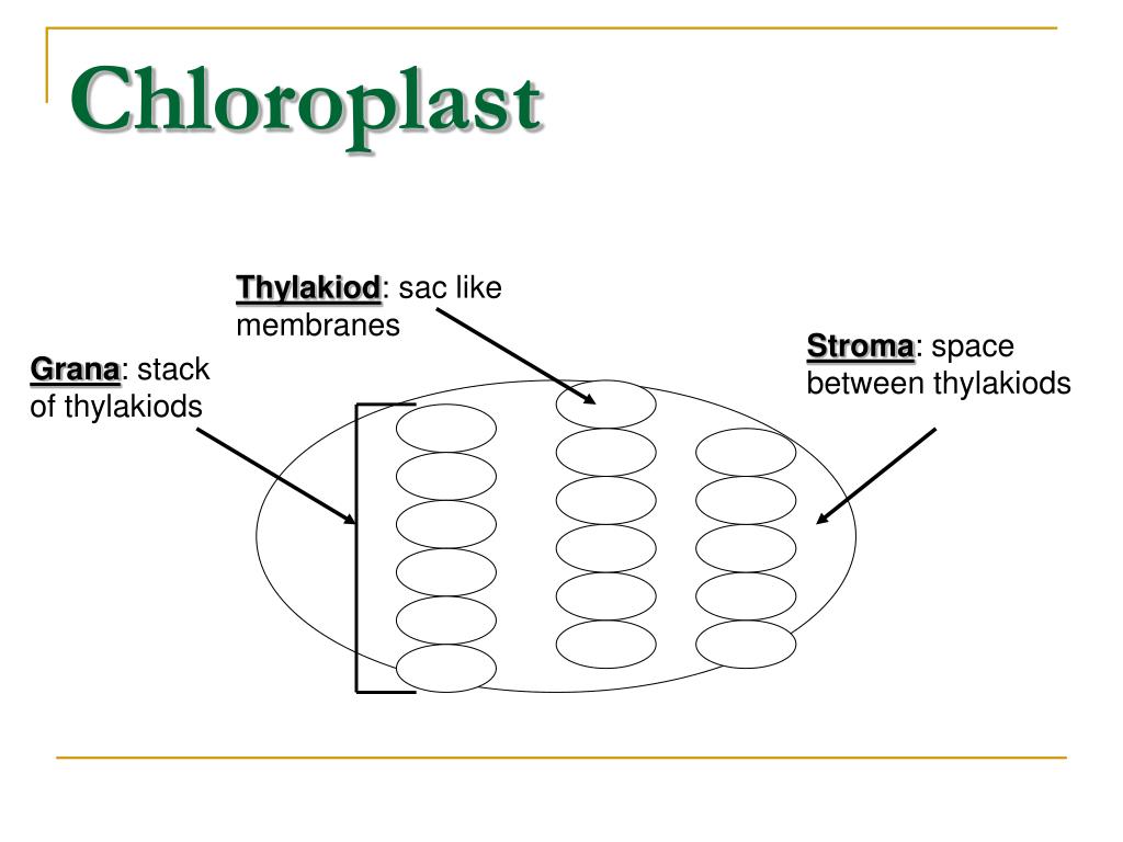 PPT - Beechdrops ( Epifagus virginiana ) are leafless plants that lack ...