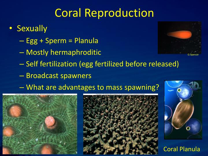 PPT - Reef Builders PowerPoint Presentation - ID:4314004