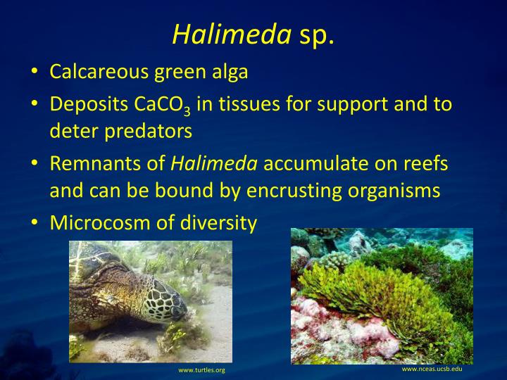 PPT - Reef Builders PowerPoint Presentation - ID:4314004