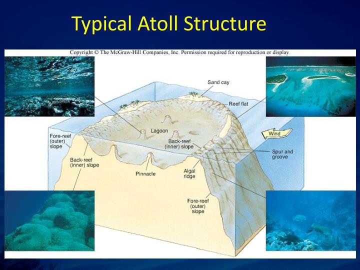 PPT - Reef Builders PowerPoint Presentation - ID:4314004