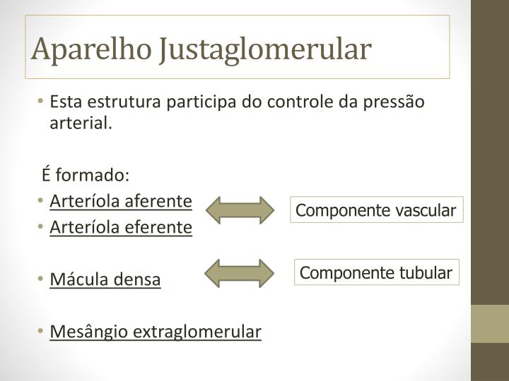 PPT - SISTEMA URINÁRIO PowerPoint Presentation - ID:4315612