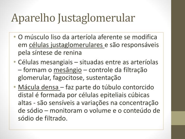 PPT - SISTEMA URINÁRIO PowerPoint Presentation - ID:4315612