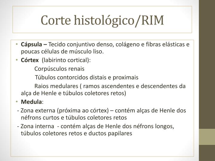 PPT - SISTEMA URINÁRIO PowerPoint Presentation - ID:4315612