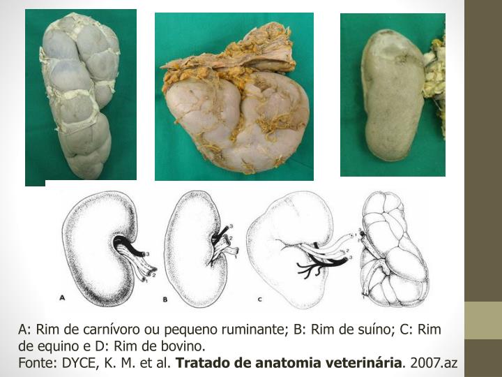 PPT - SISTEMA URINÁRIO PowerPoint Presentation - ID:4315612
