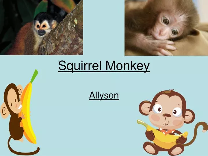 PPT - Squirrel Monkey PowerPoint Presentation, free download - ID:4316211
