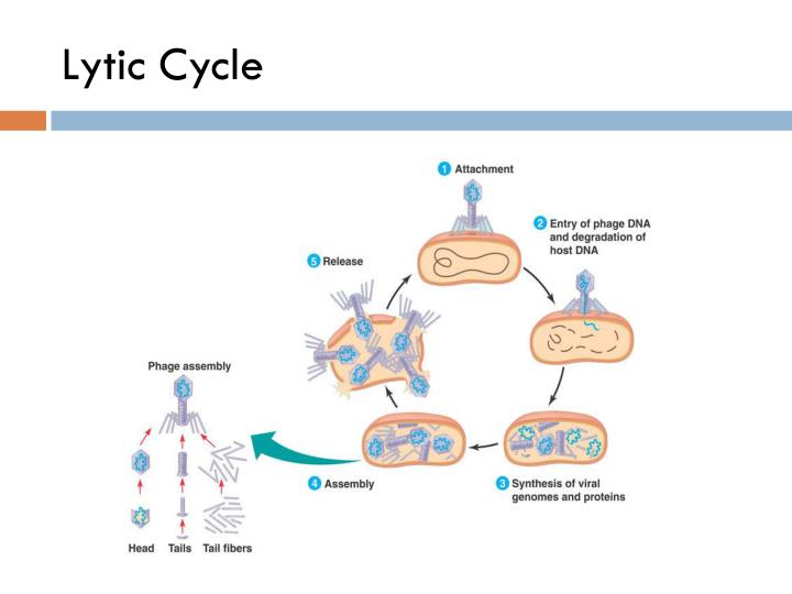 PPT - Lunchtime!! PowerPoint Presentation - ID:4317333