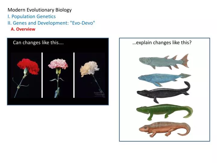 PPT - Modern Evolutionary Biology I. Population Genetics II. Genes and ...
