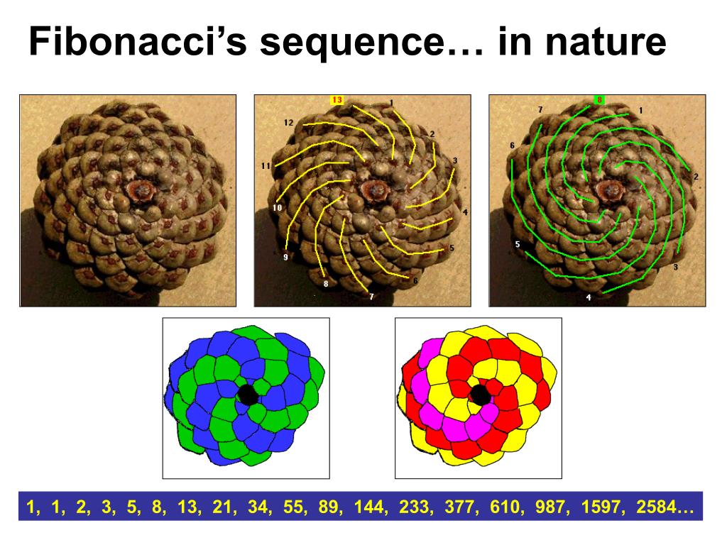 Natures that explained by fibonacci sequence - tolfbear Natures that explained by fibonacci sequence - tolfbear