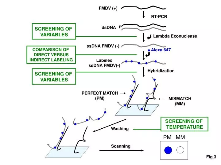 PPT - FMDV (+) PowerPoint Presentation, free download - ID:4319370