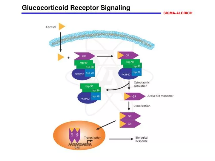 PPT - Glucocorticoid Receptor Signaling PowerPoint Presentation, free ...
