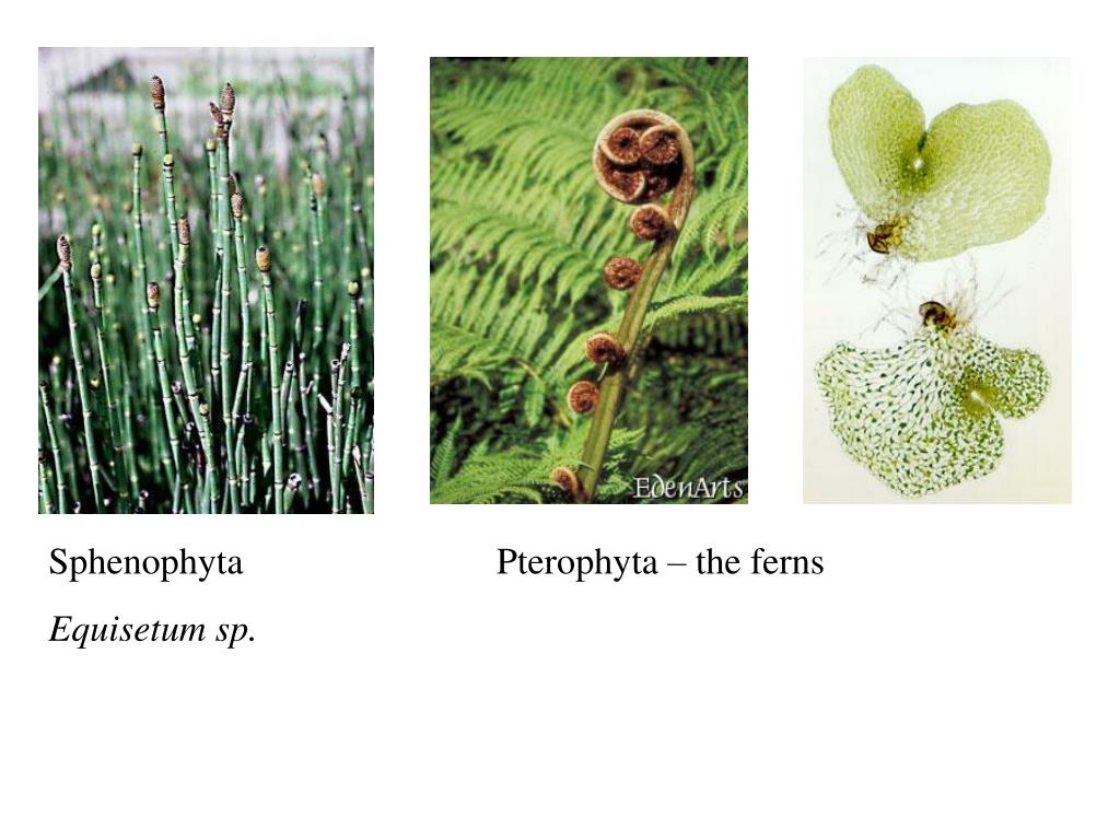 PPT - Kingdom Plantae Lower Plants, Organization, Morphology and ...