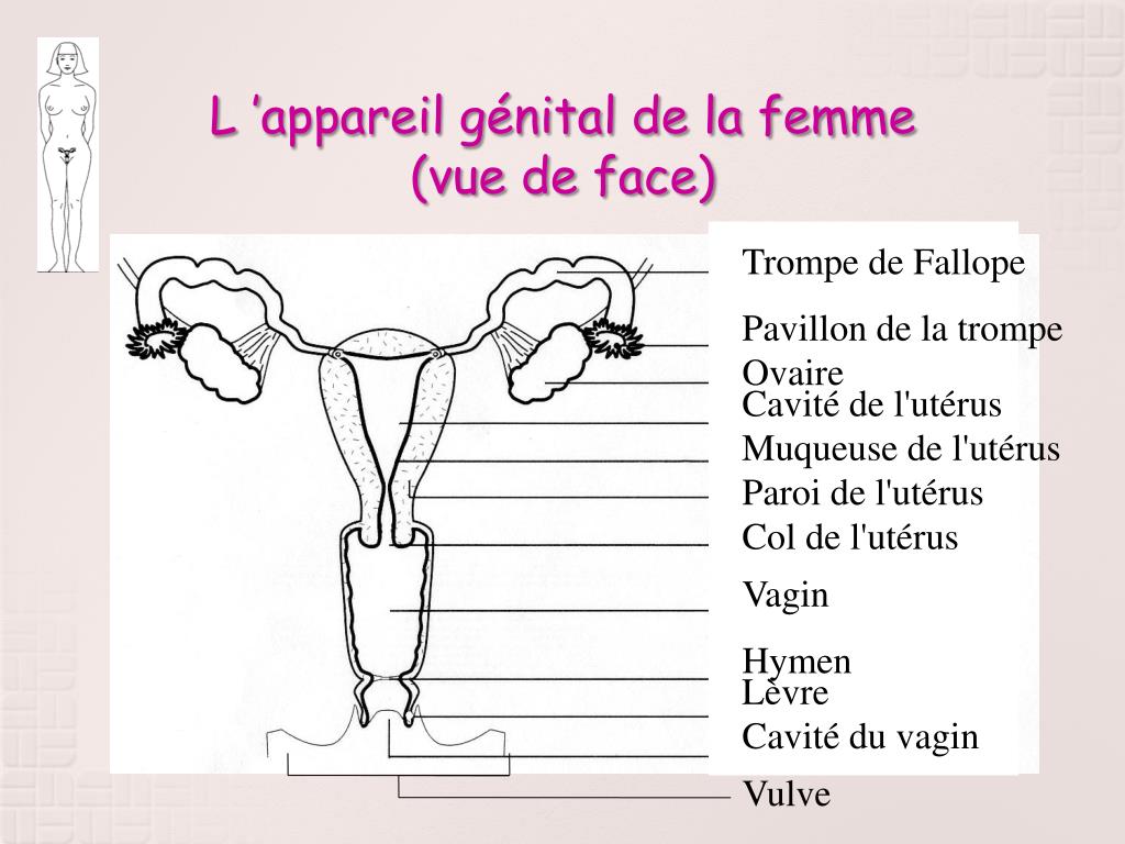 Ppt L Appareil Génital De La Femme Powerpoint Presentation Free
