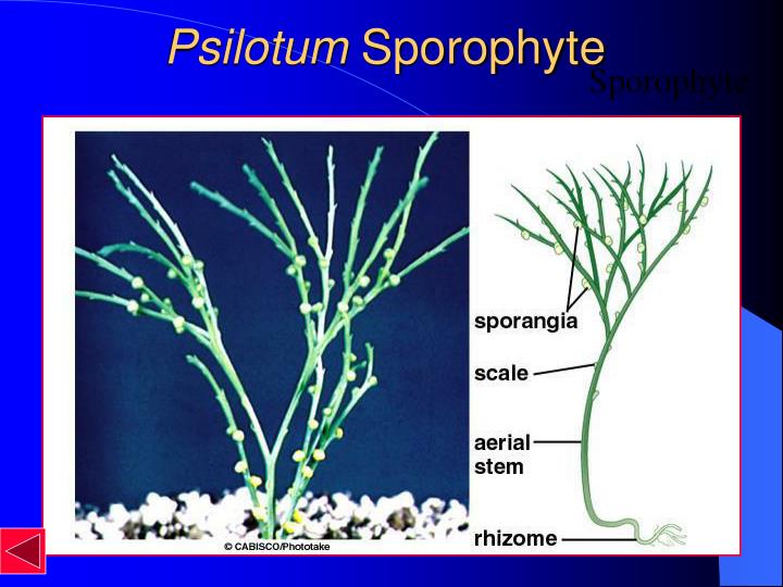 PPT - Seedless Vascular Plants PowerPoint Presentation - ID:4320604