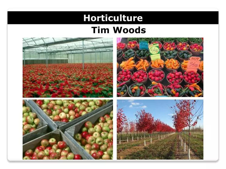 PPT - Tim Woods PowerPoint Presentation, free download - ID:4320774