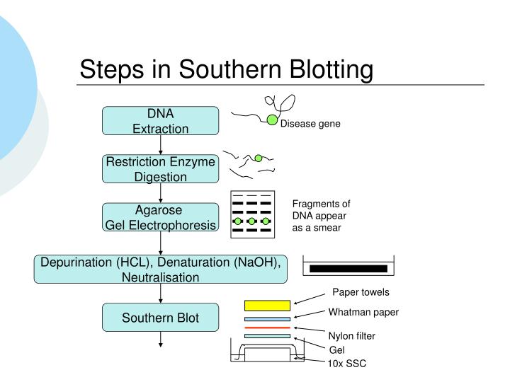 PPT - Southern Blotting PowerPoint Presentation - ID:4321035