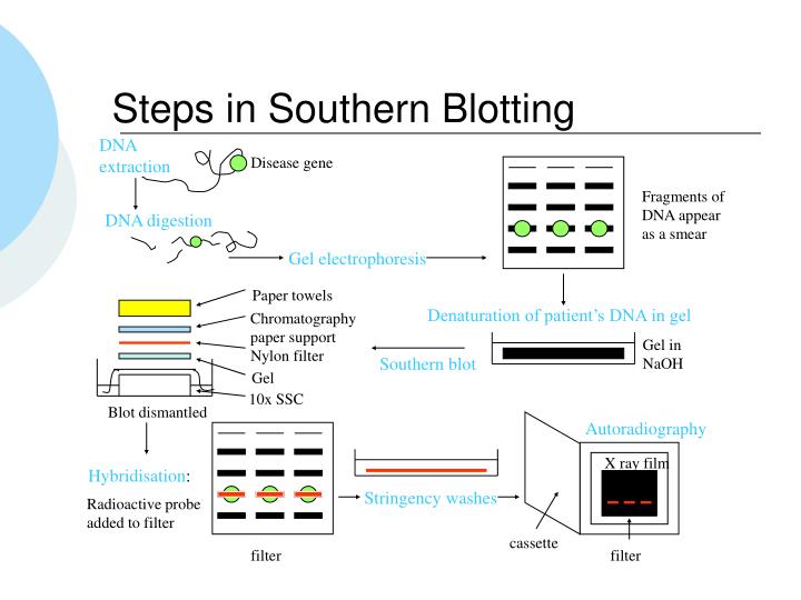 PPT - Southern Blotting PowerPoint Presentation - ID:4321035