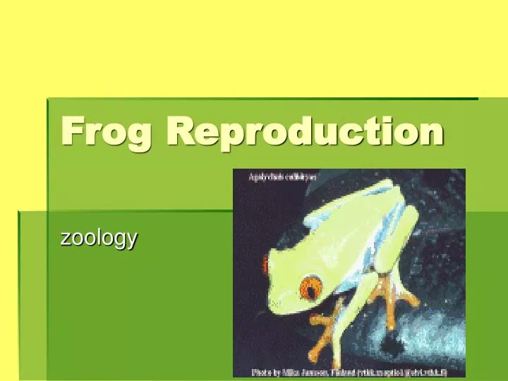 PPT - Frog Reproduction PowerPoint Presentation, free download - ID:4321740