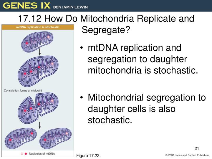 PPT - Bacterial Replication Is Connected to the Cell Cycle PowerPoint ...
