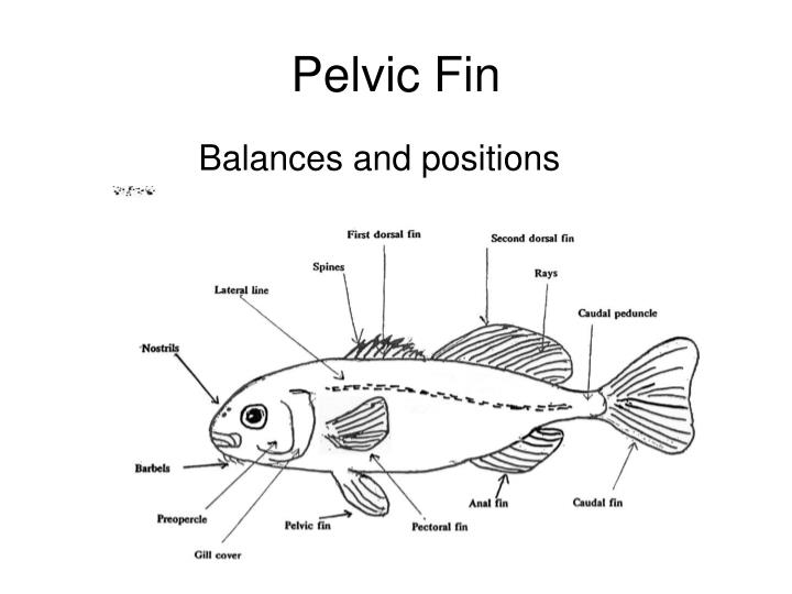 PPT - Parts of the Fish and the Function PowerPoint Presentation - ID ...