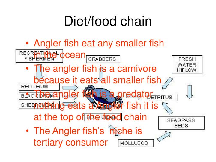 PPT - ANGLER FISH PowerPoint Presentation - ID:4323640
