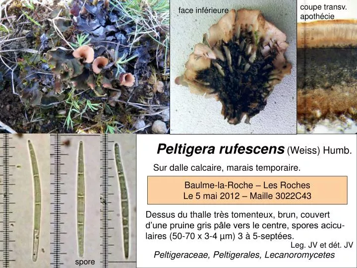 PPT - Peltigera rufescens (Weiss) Humb. PowerPoint Presentation, free ...