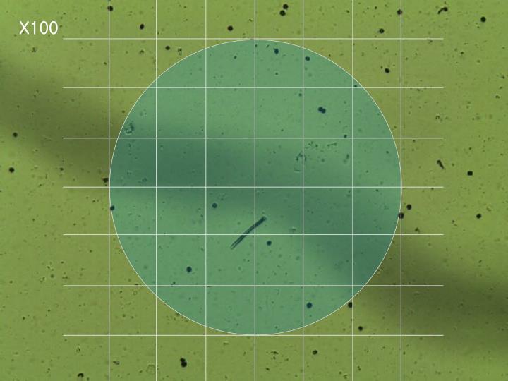 PPT - Howard Mold Counting Method PowerPoint Presentation - ID:4324236