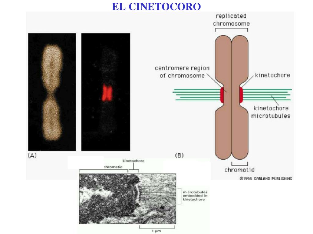 PPT - CICLO CELULAR MITOSIS - MEIOSIS PowerPoint Presentation, free ...