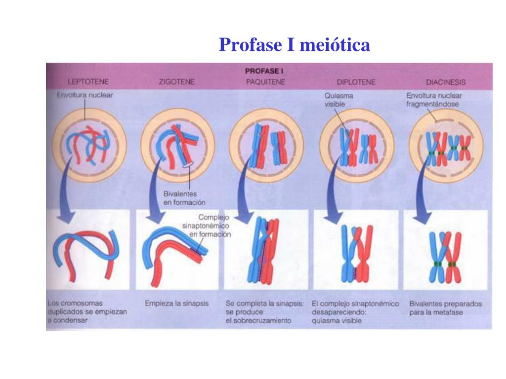PPT - CICLO CELULAR MITOSIS - MEIOSIS PowerPoint Presentation, free ...