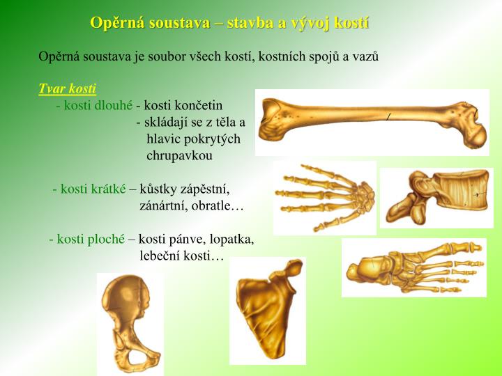 PPT - Opěrná soustava – stavba a vývoj kostí PowerPoint Presentation ...