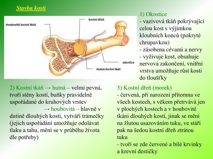 PPT - Opěrná soustava – stavba a vývoj kostí PowerPoint Presentation ...